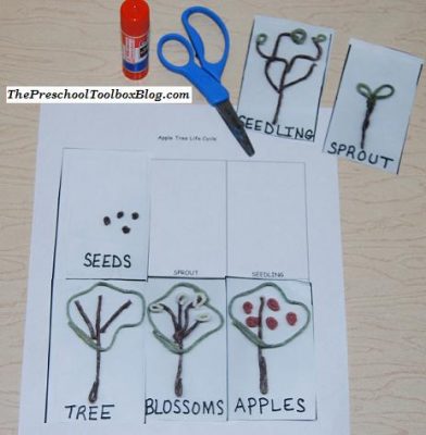 Creating an Apple Tree Life Cycle in Preschool & Kindergarten