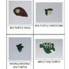 Ocean Theme Activities for Preschool: Sea Turtle Life Cycle & Sensory Bags