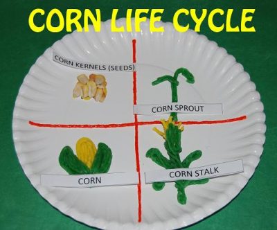 Corn Life Cycle & Sequencing Cards for #Preschool! #PlayfulPreschool ...